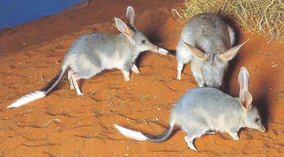 Bilby - Alice Springs Desert Park