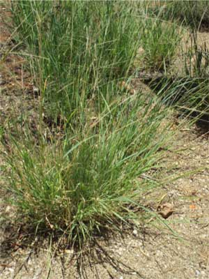 Curly windmill grass - Alice Springs Desert Park