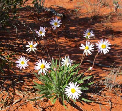 Davenport daisy - Alice Springs Desert Park