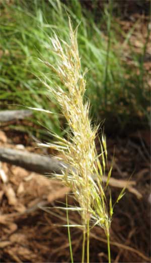 Golden beard grass - Alice Springs Desert Park