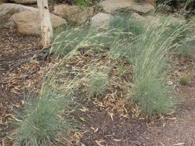 Native lemongrass - Alice Springs Desert Park
