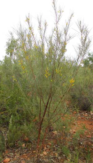 Red mulga - Alice Springs Desert Park