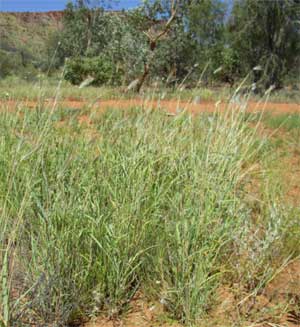 Silky bluegrass - Alice Springs Desert Park